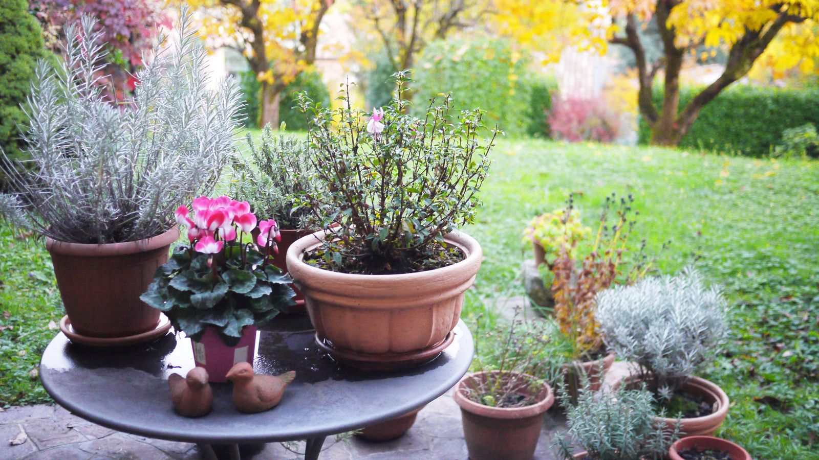The best autumn-flowering bulbs to plant this August | Ideal Home