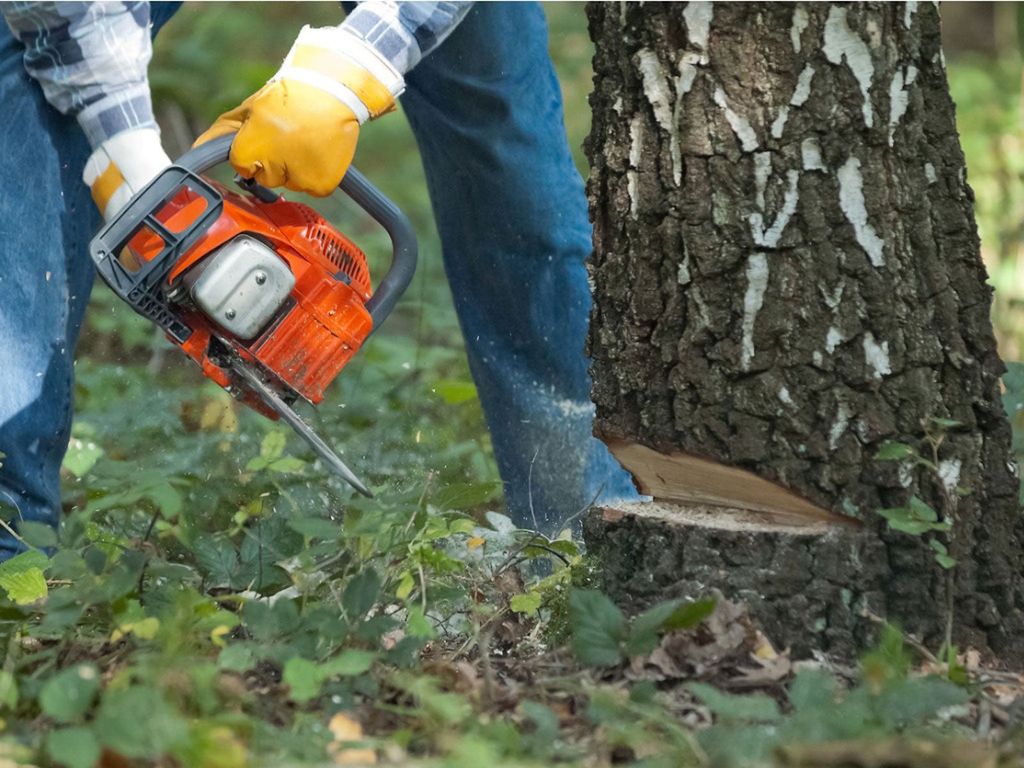 How To Kill Tree Roots - Tips For Killing Trees | Gardening Know How