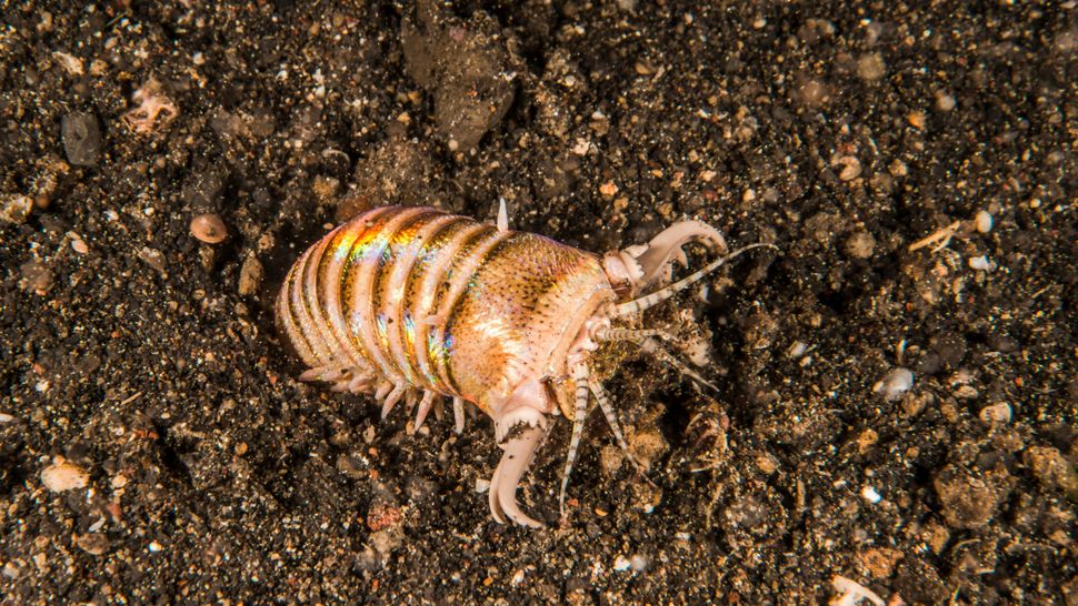 Sand striker: The glittering 'bobbit' worm that chops fish in half with ...