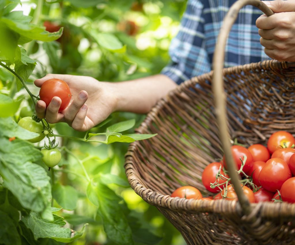 Here’s How To Pick The Freshest Produce Ever | Gardening Know How