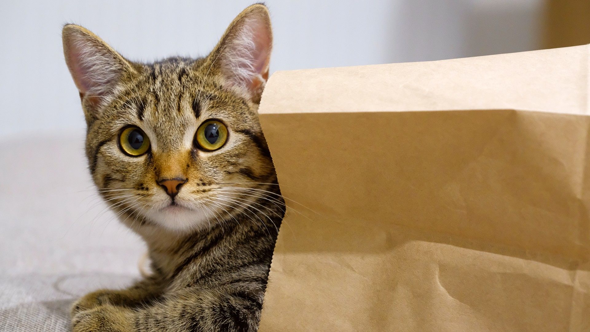 7 fun cat enrichment ideas to stimulate your kitty’s mind and body ...