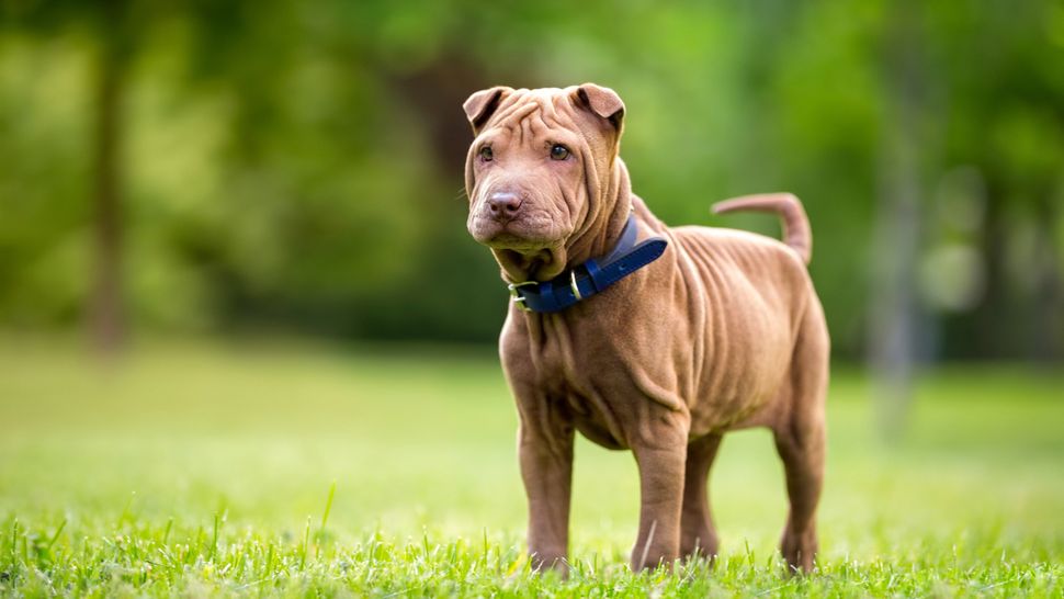 20 wrinkly dog breeds from little pugs to giant mastiffs | PetsRadar