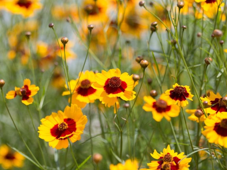 Common Coreopsis Pests And Diseases | Gardening Know How