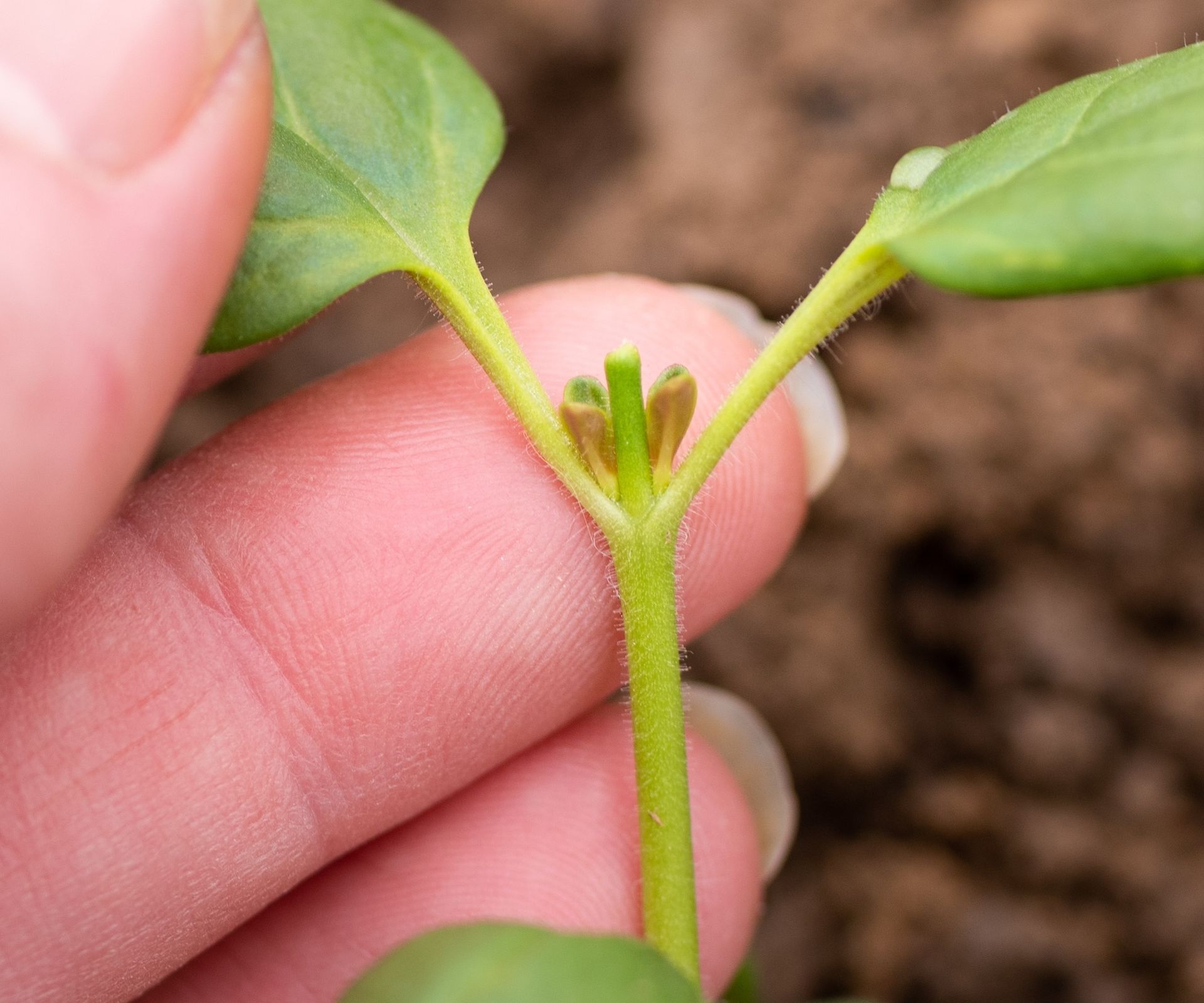 What is pinching out plants - what it means and how do it | Homes and ...