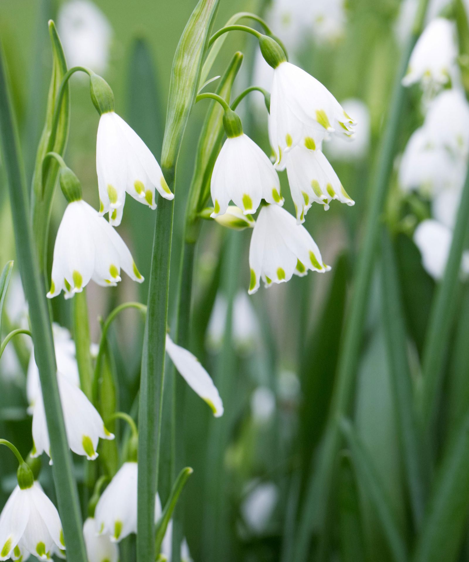 Best flower bulbs for shady backyards | Livingetc