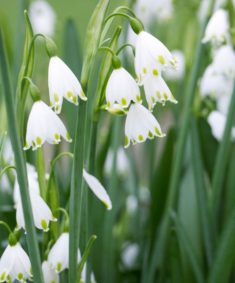Best flower bulbs for shady backyards | Livingetc
