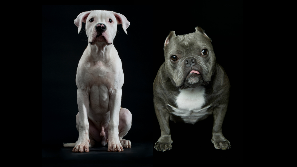 American Bulldog vs American Bully: What’s the difference? | PetsRadar
