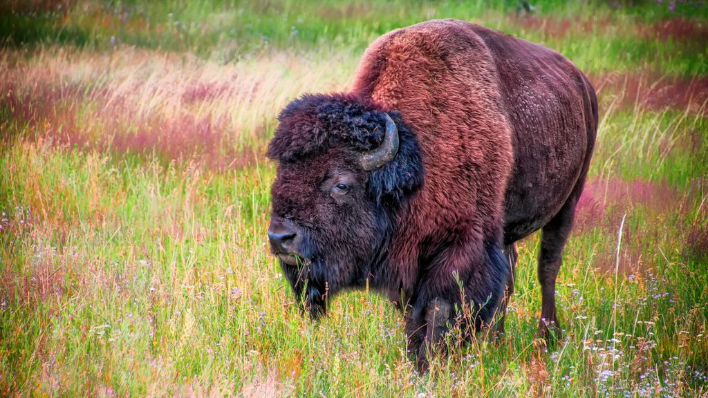 Yellowstone visitors pose for photos in front of 'absolute unit' of a ...