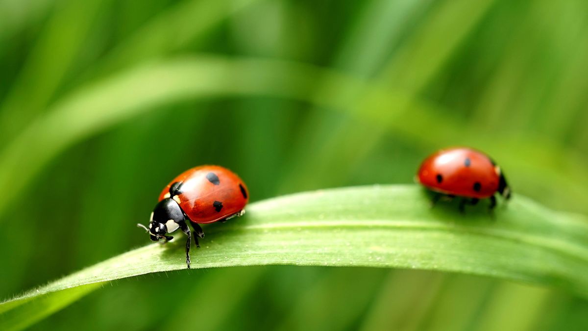 7 ways to repel aphids in your yard | Tom's Guide