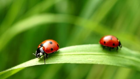 How to get rid of ladybugs in 3 easy ways | Tom's Guide