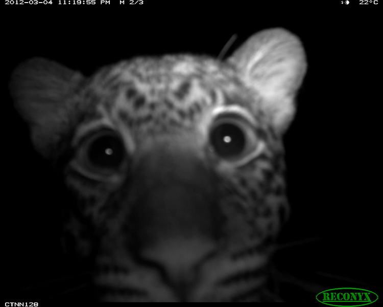 Photos: Hidden Cameras Find Diverse Animals in Tropical Forests | Live ...