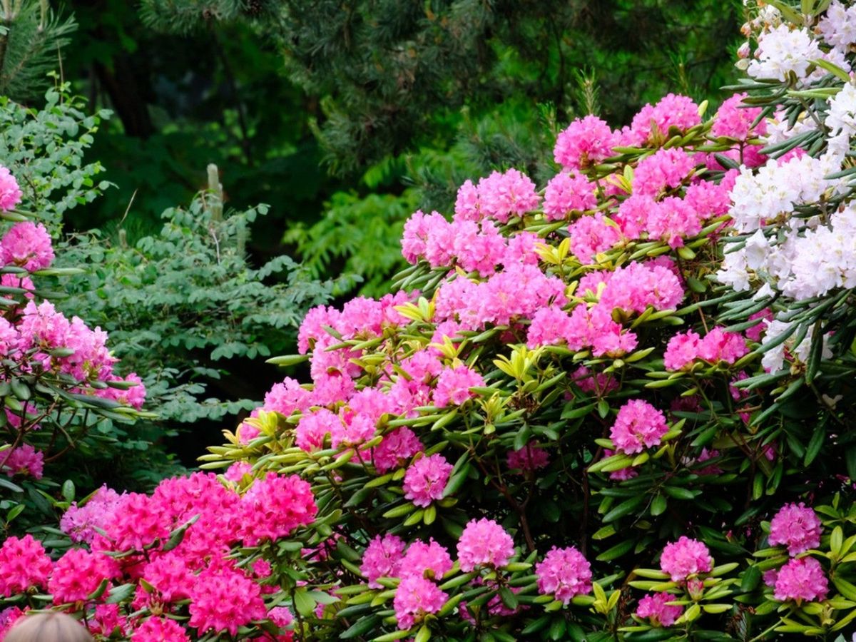 Pretty Pink Rhododendron Varieties - Choosing A Pink Rhododendron ...