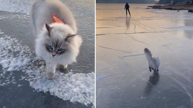 Watch this adorable fluffy cat ice skating in viral video seen 15m ...