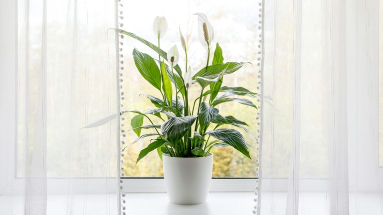 The 8 Best Bathroom Plants To Grow With No Light or Low Light ...