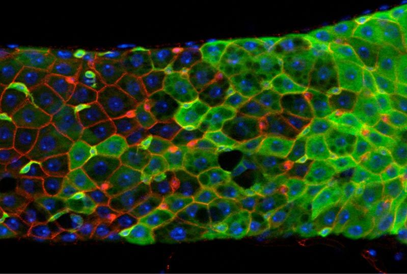 Magnificent Microphotography: 50 Tiny Wonders: Page 3 | Live Science