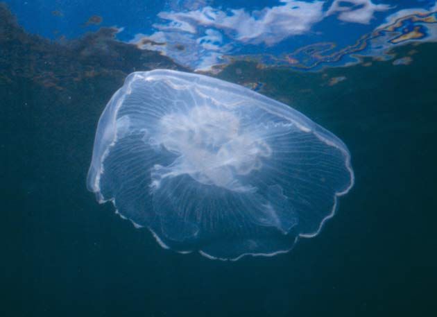 Jellyfish - News and Scientific Articles on Live Science - Page 6 ...