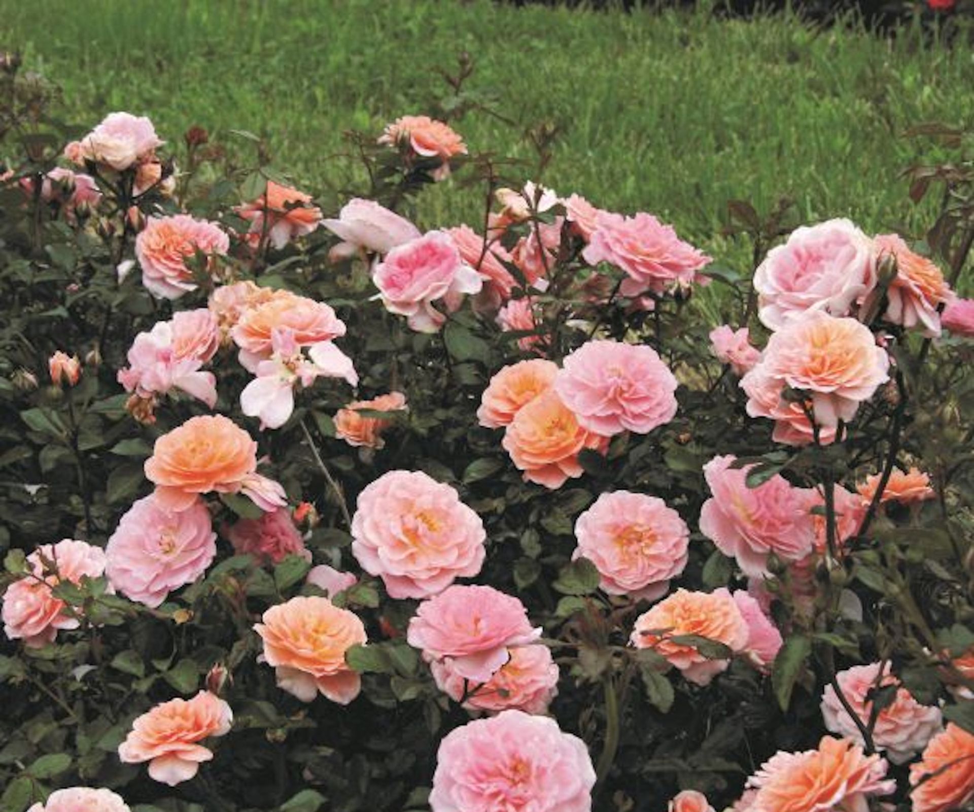 Best roses for small spaces: 5 flowers for pots and tiny yards | Homes ...
