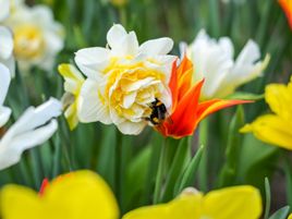 Tips & Information about Daffodils | Gardening Know How