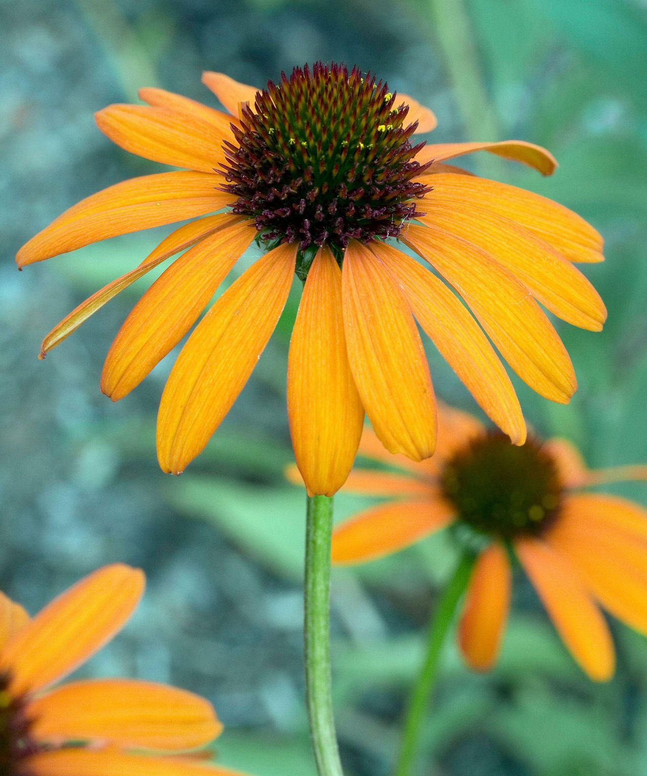 Best coneflower varieties: 15 charming echinaceas for summer | Homes ...