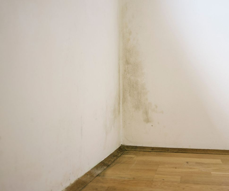 What causes green mould on walls and how to get rid of it | Homebuilding