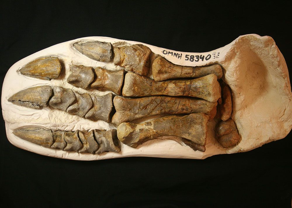 Clumsy Dinosaur or Attack Survivor? Injuries Plagued Ancient Beast ...