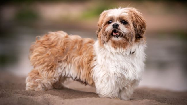 10 adorable teddy bear dog breeds | PetsRadar
