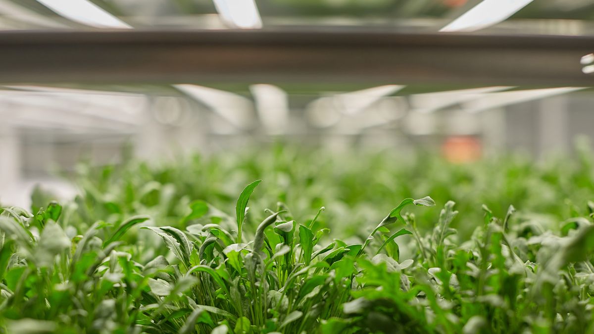 How vertical farming tech could bring fresh greens to the world's food ...