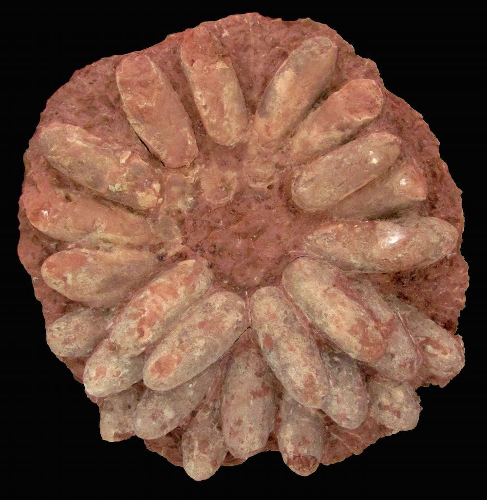 Buried or Open? Ancient Eggshells Reveal Dinosaur Nesting Behaviors ...