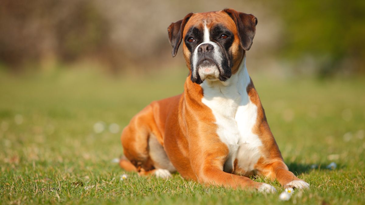 32 dog breeds for every zodiac sign | PetsRadar
