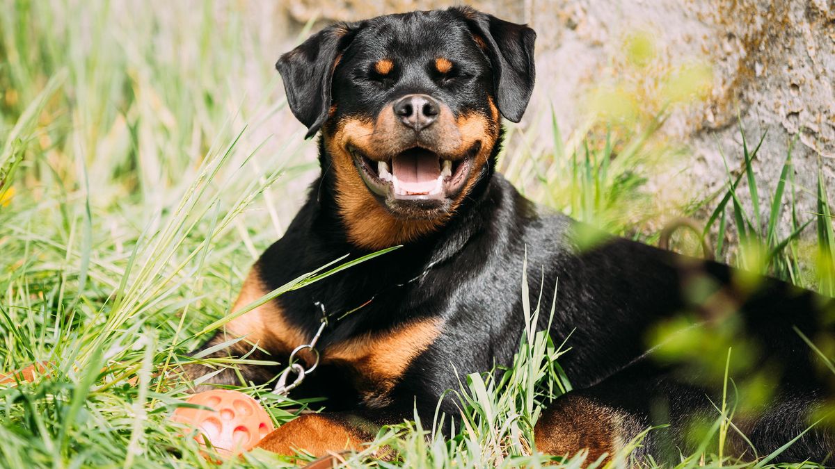 Shorthaired dog breeds of all shapes and sizes | PetsRadar