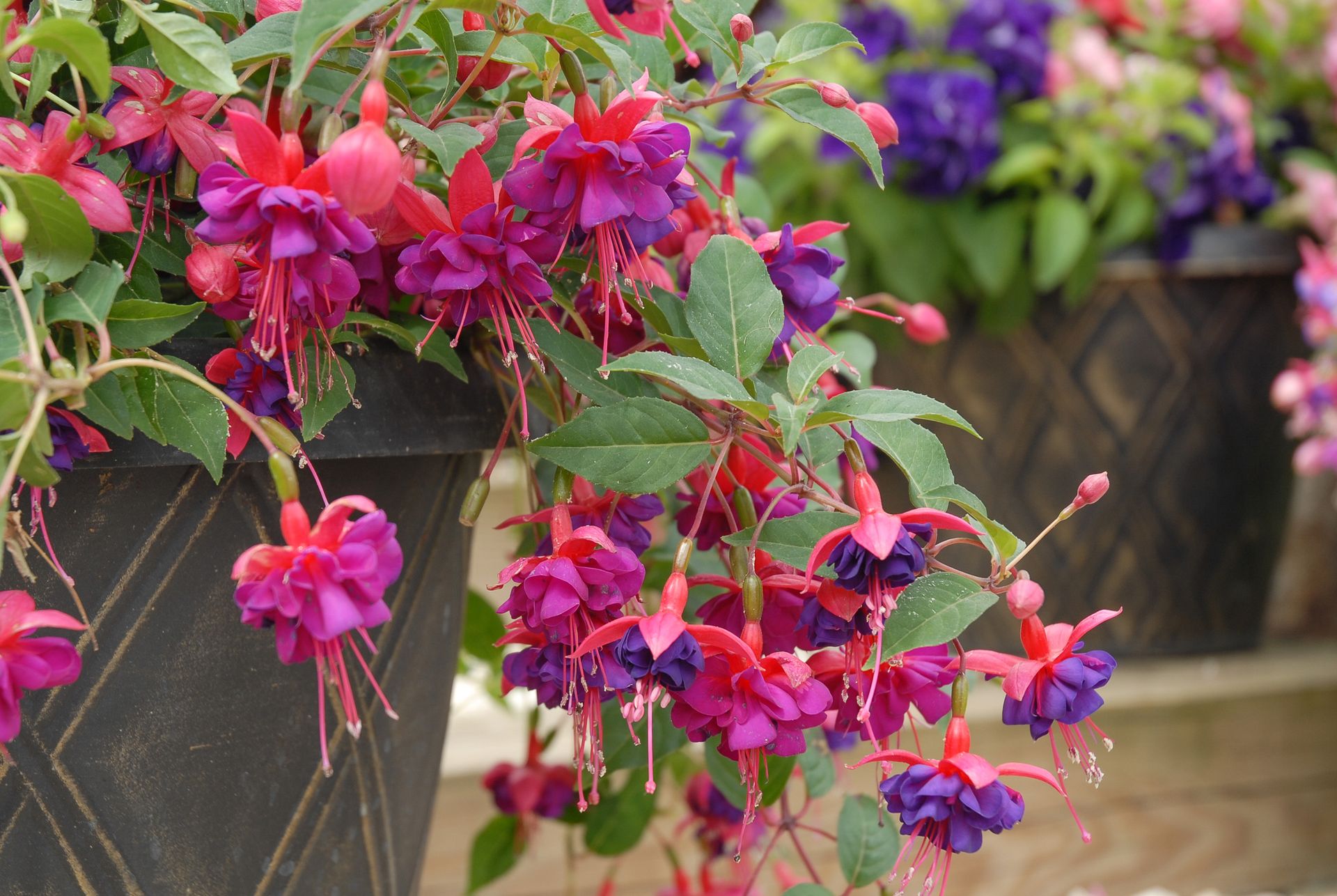 How to grow fuchsias: make them the centrepiece of your borders, pots ...