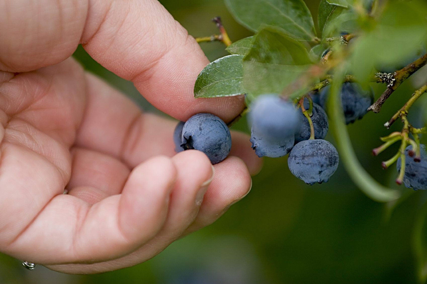 Picking Blueberries - How And When To Harvest Blueberry Bushes ...