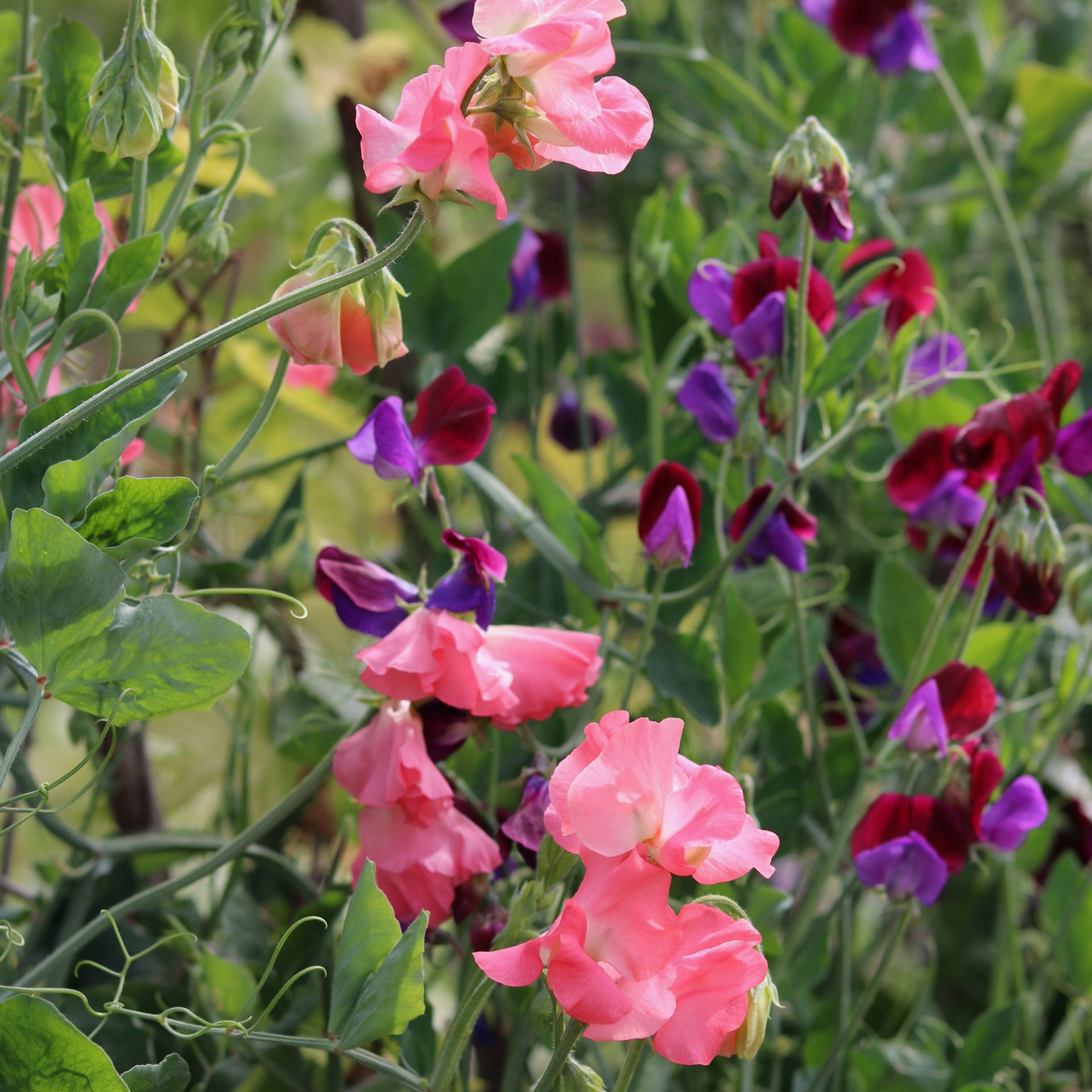 How to pinch sweet peas for bigger blooms | Ideal Home