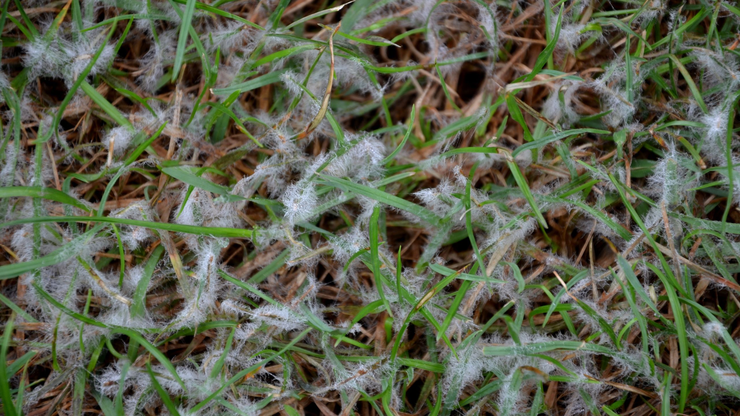 Your lawn is vulnerable to snow mold right now — here's how to protect ...