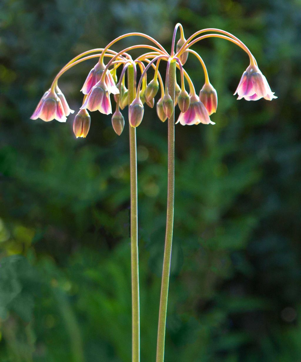 Types of alliums: 15 beautiful bulbs for your garden | Gardeningetc