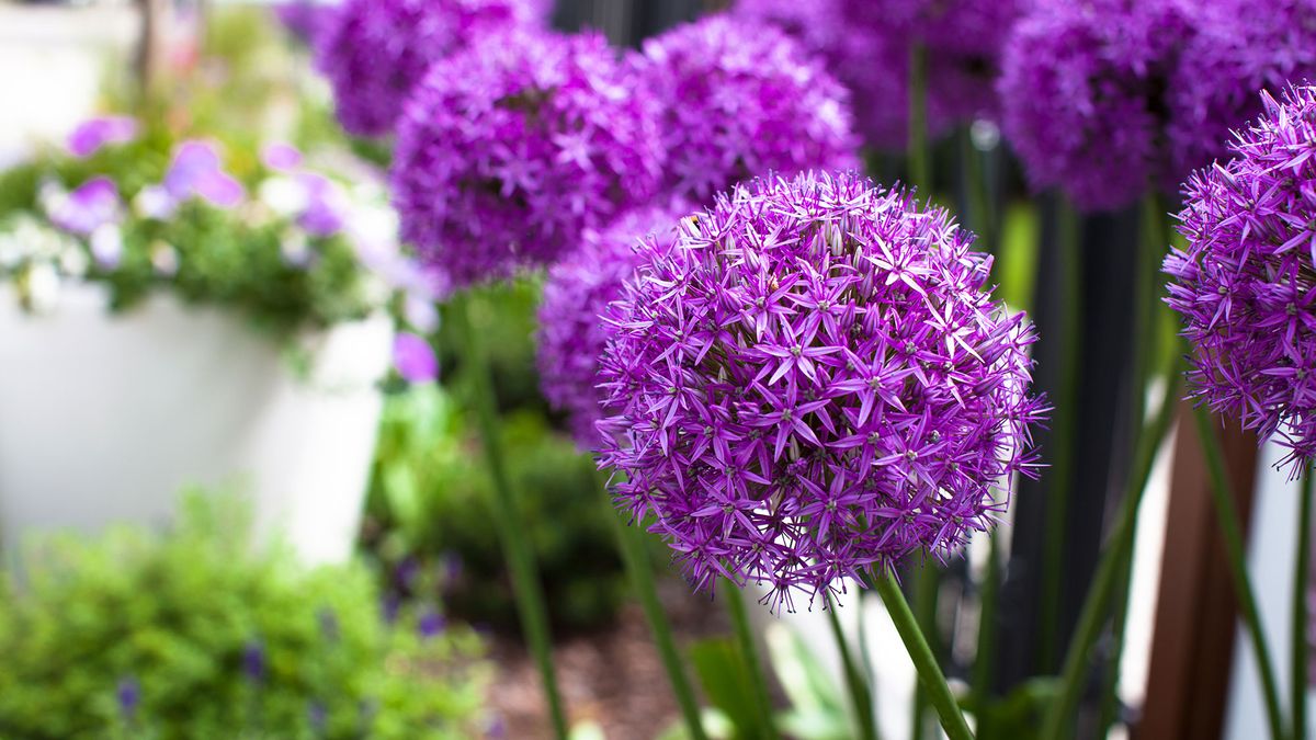 How to plant bulbs using the 'bulb lasagna' technique | Tom's Guide