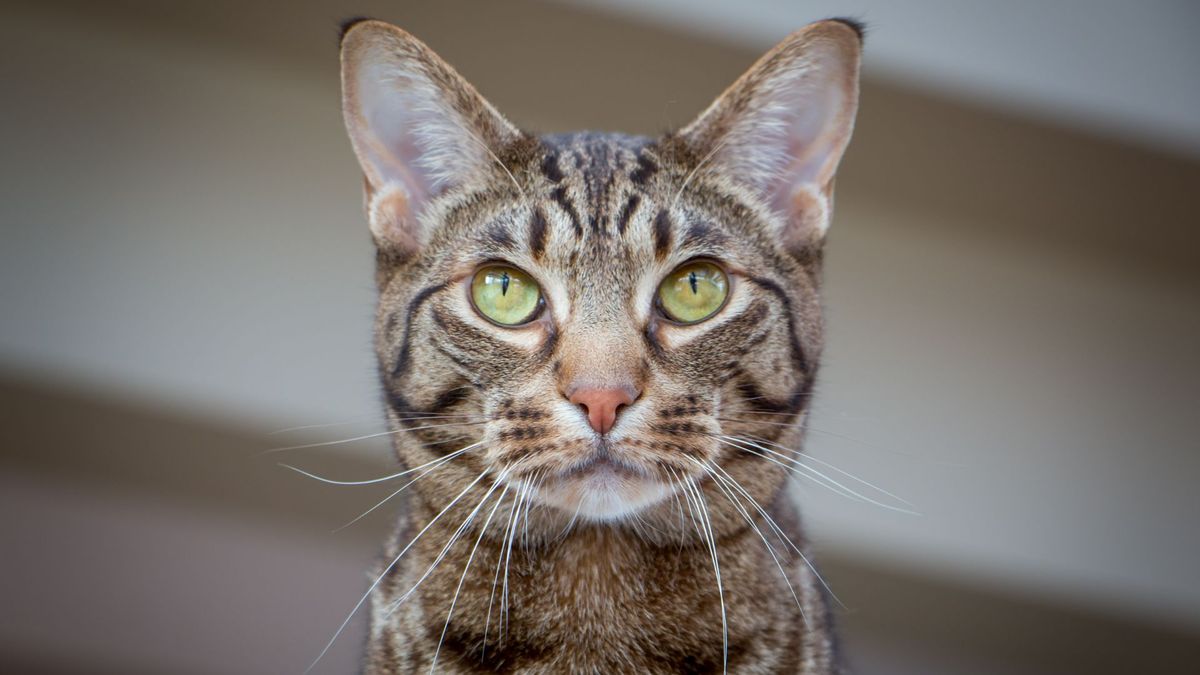 32 easiest cat breeds to train | PetsRadar