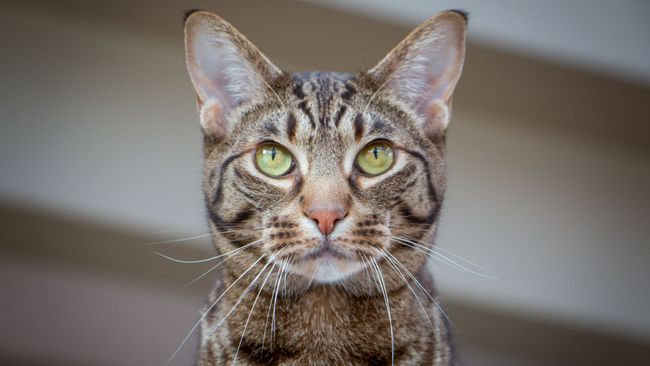 32 easiest cat breeds to train | PetsRadar