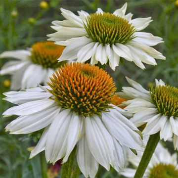 How to grow coneflowers in pots - expert tips for success | Homes and ...