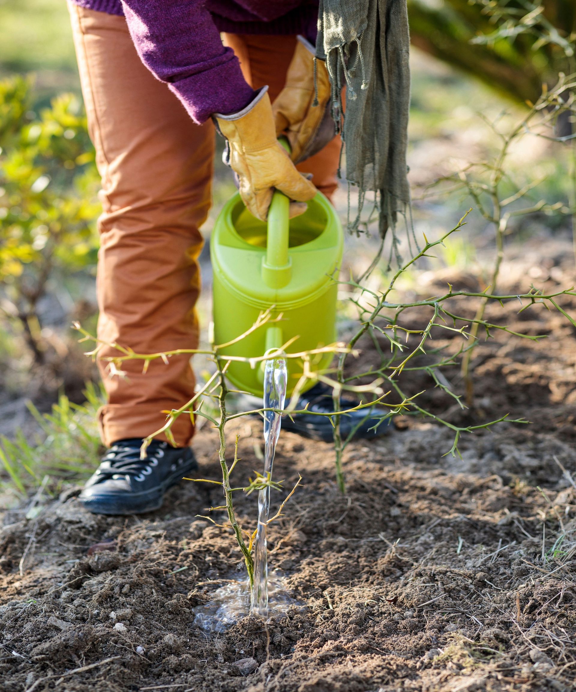 How to plant a hedge and create a beautiful boundary | Homes and Gardens