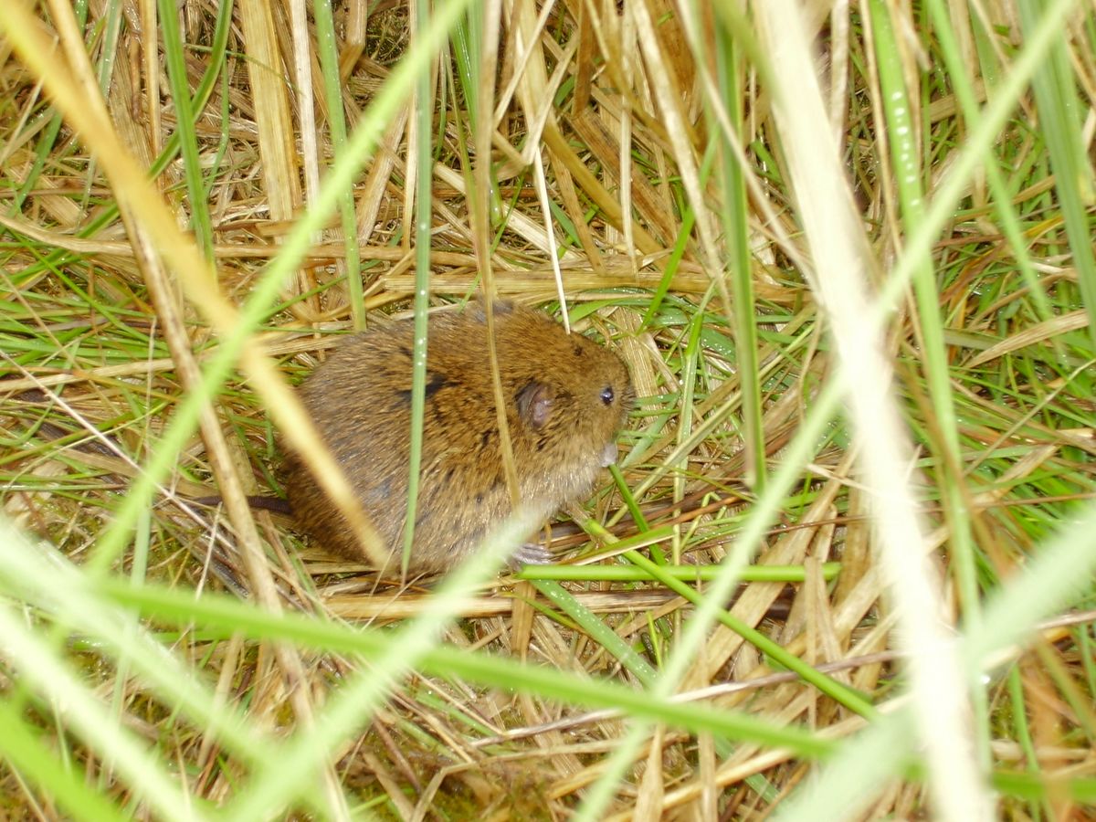 In Photos: Adorable Voles | Cute Animals | Live Science