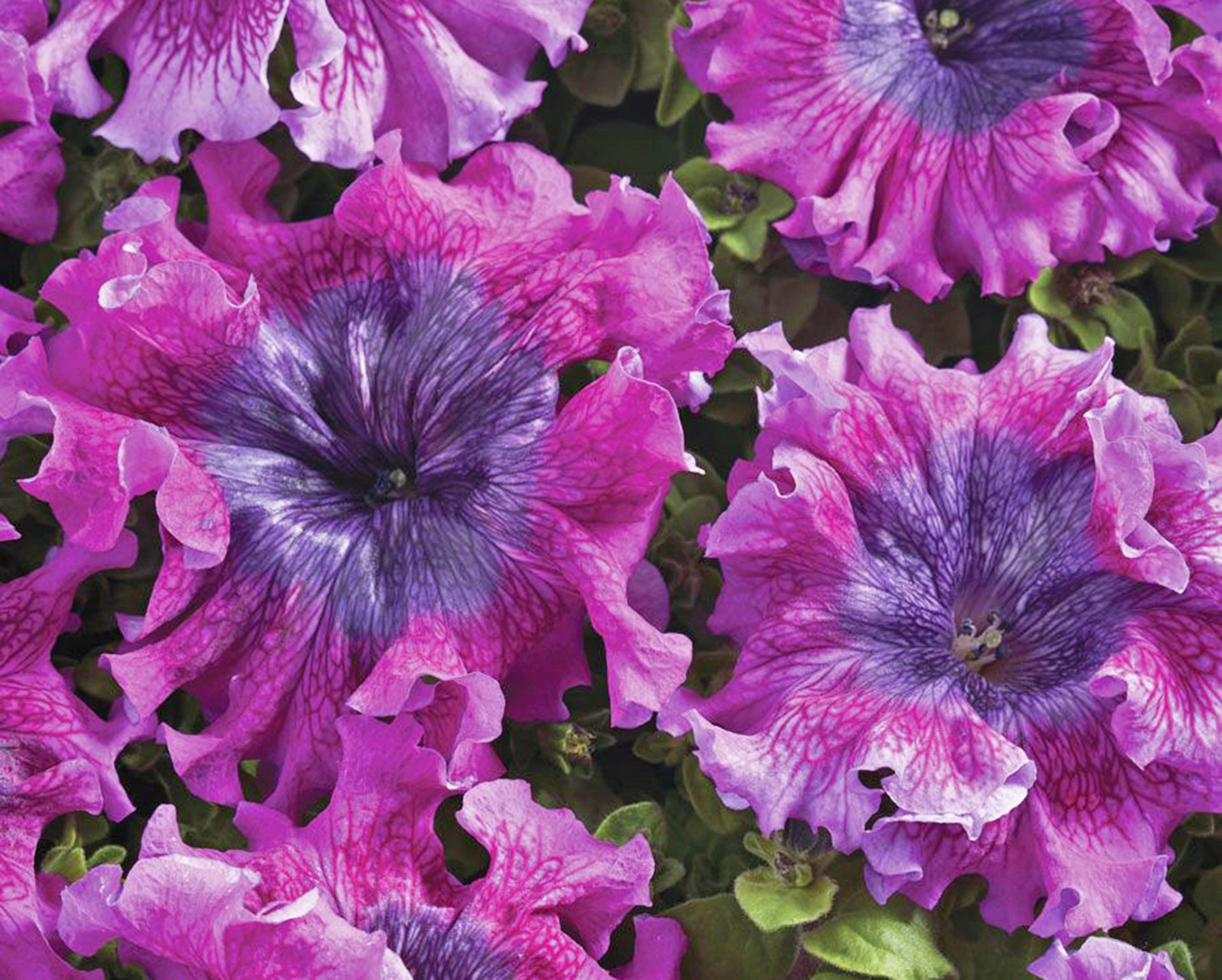Plant Trends 2024 – 12 Garden Plants You Need To Grow Now | Gardening ...