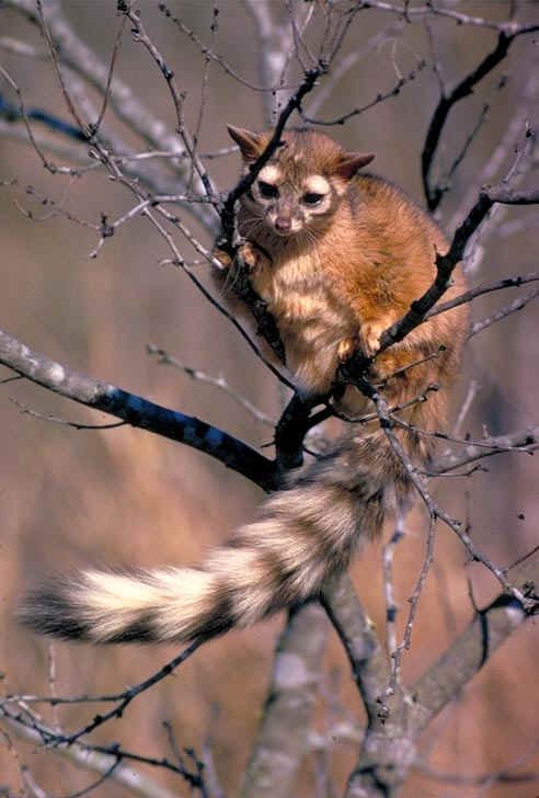 Ringtail Cats: Photos of the 'Cutest Animal in North America' | Live ...