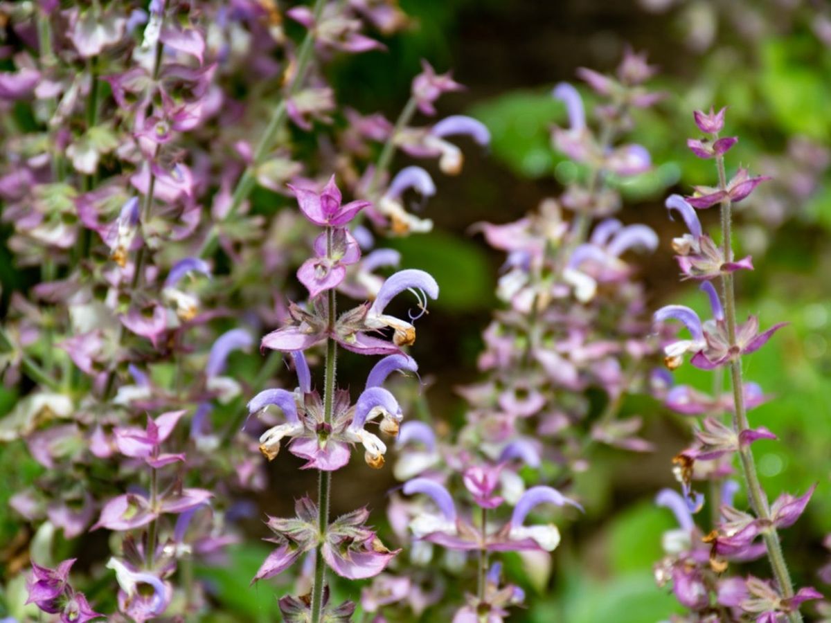 Clary Sage Plant - How To Grow Clary Sage | Gardening Know How