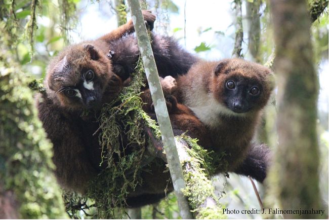 Lemur Faces Are Unique, Facial Recognition Reveals | Live Science