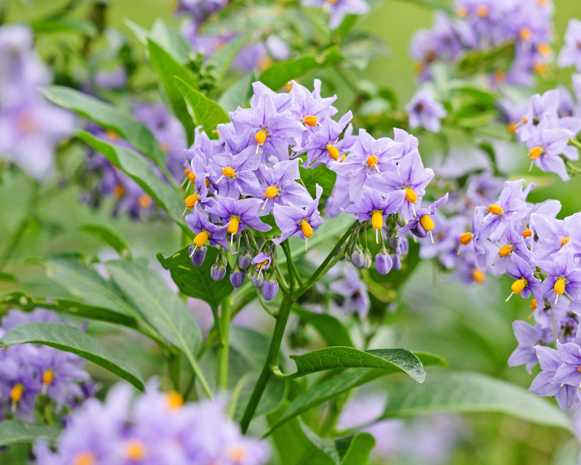 7 Evergreen Climbing Vines – For Surfaces That Look Good Year-Round ...