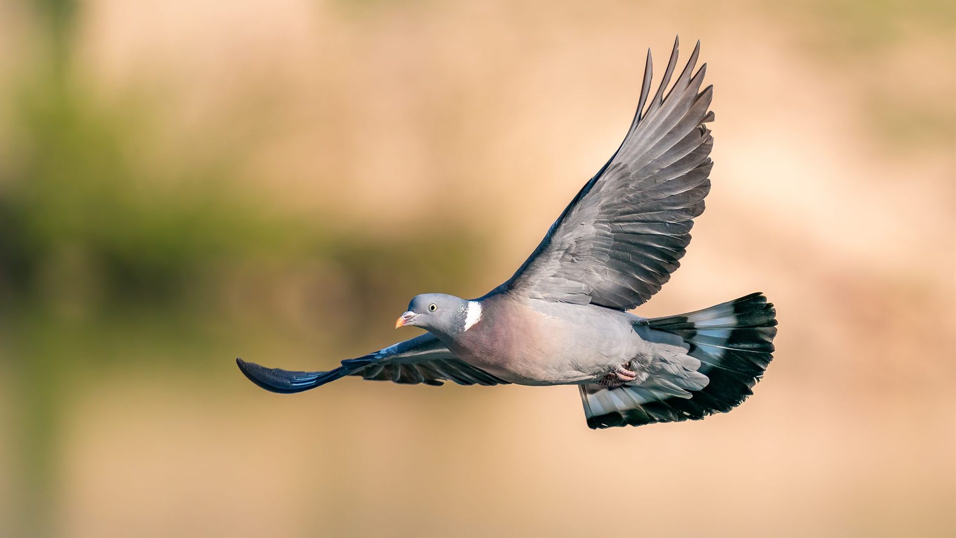 Whose coos are whose? The five types of pigeon you’ll see in Britain ...