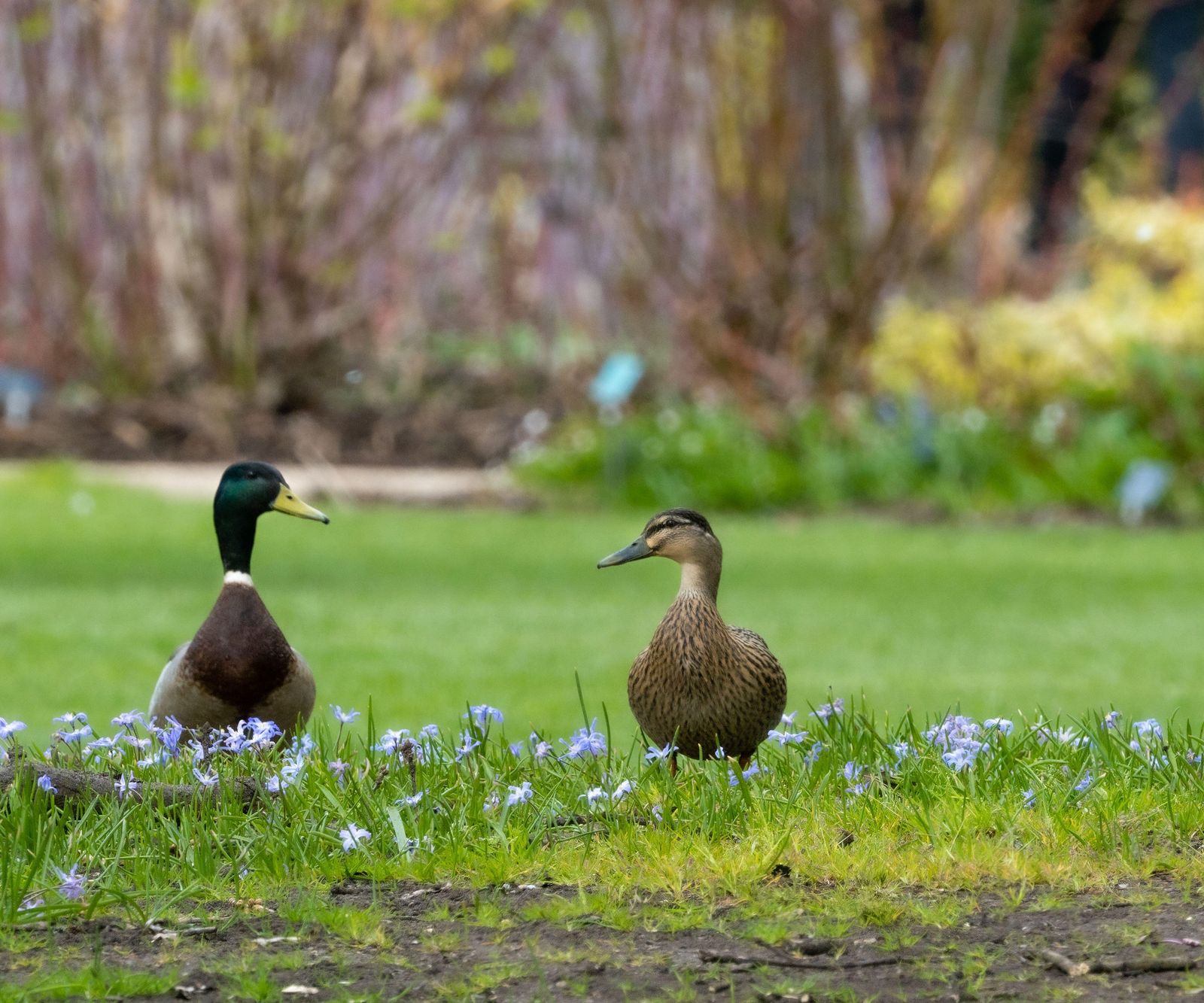 How to keep ducks, and why you should to control slugs | Homes and Gardens