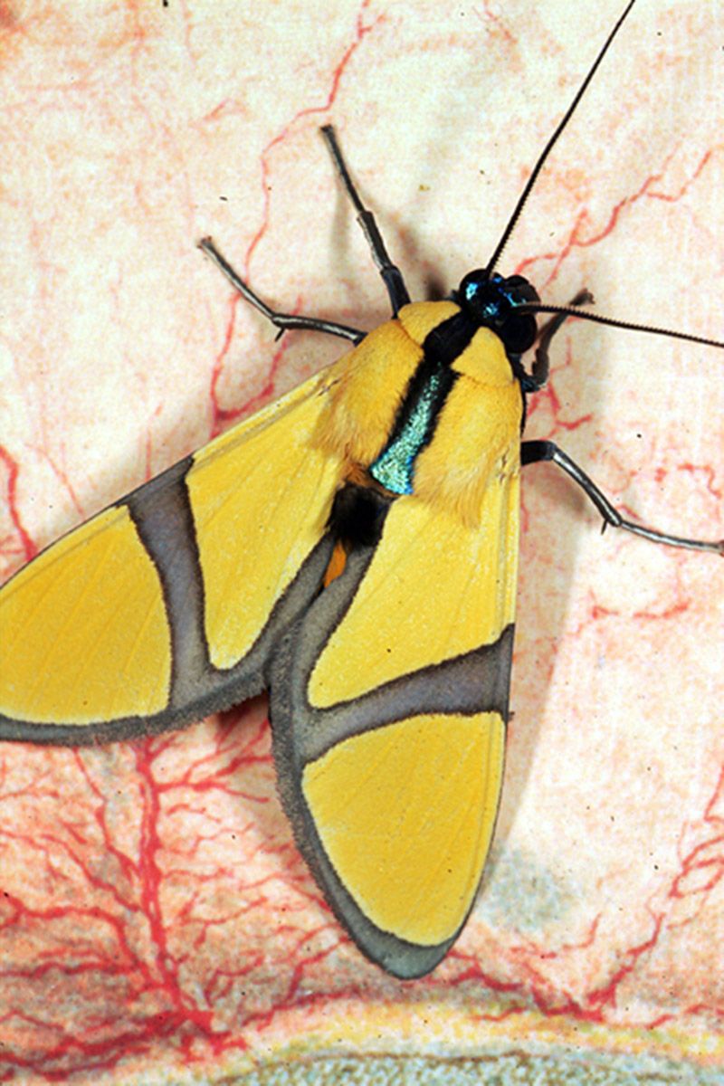 Meet the Colorful Nocturnal Moths of 'Mariposas Nocturnas' (Photos ...