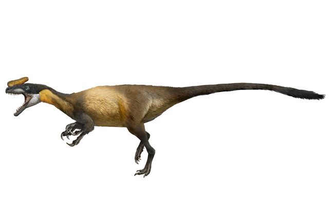 In Images: A New Look at T. Rex and Its Relatives | Live Science